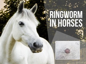 Ringworm in horses | The Pet Professionals