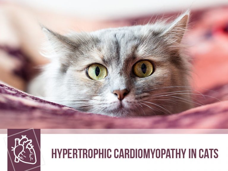 Hypertrophic cardiomyopathy in cats | The Pet Professionals