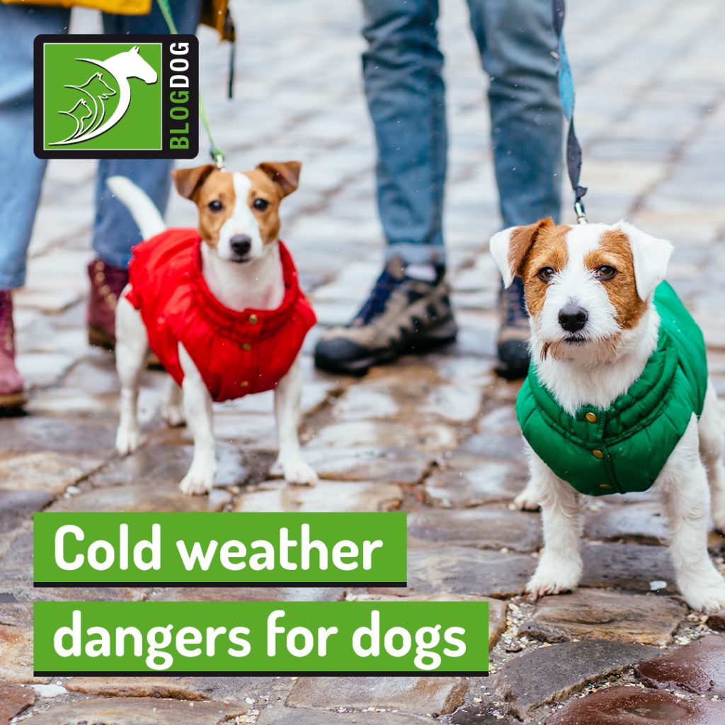 Cold weather dangers for dogs | The Pet Professionals